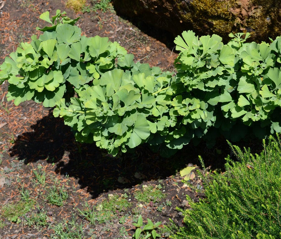 Ginkgo bil. 'Troll' 2 gal | Atlantic Gardening